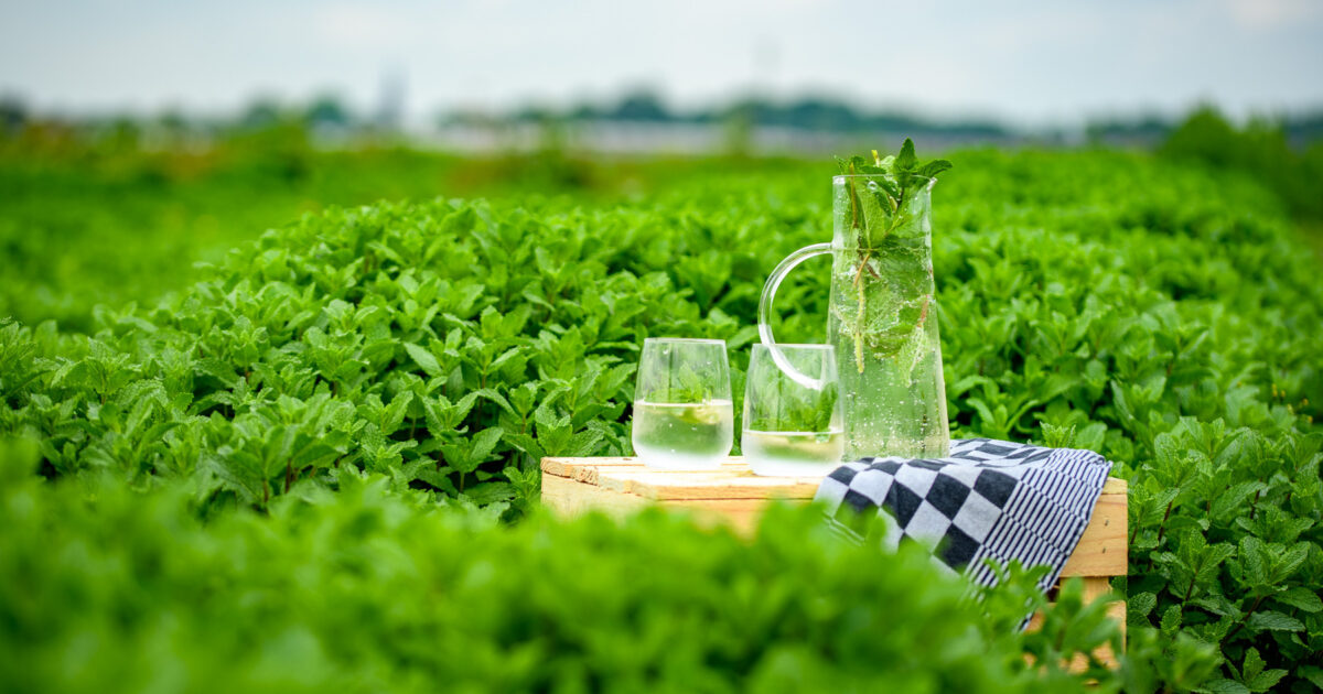 Assortiment | Vitacress Real